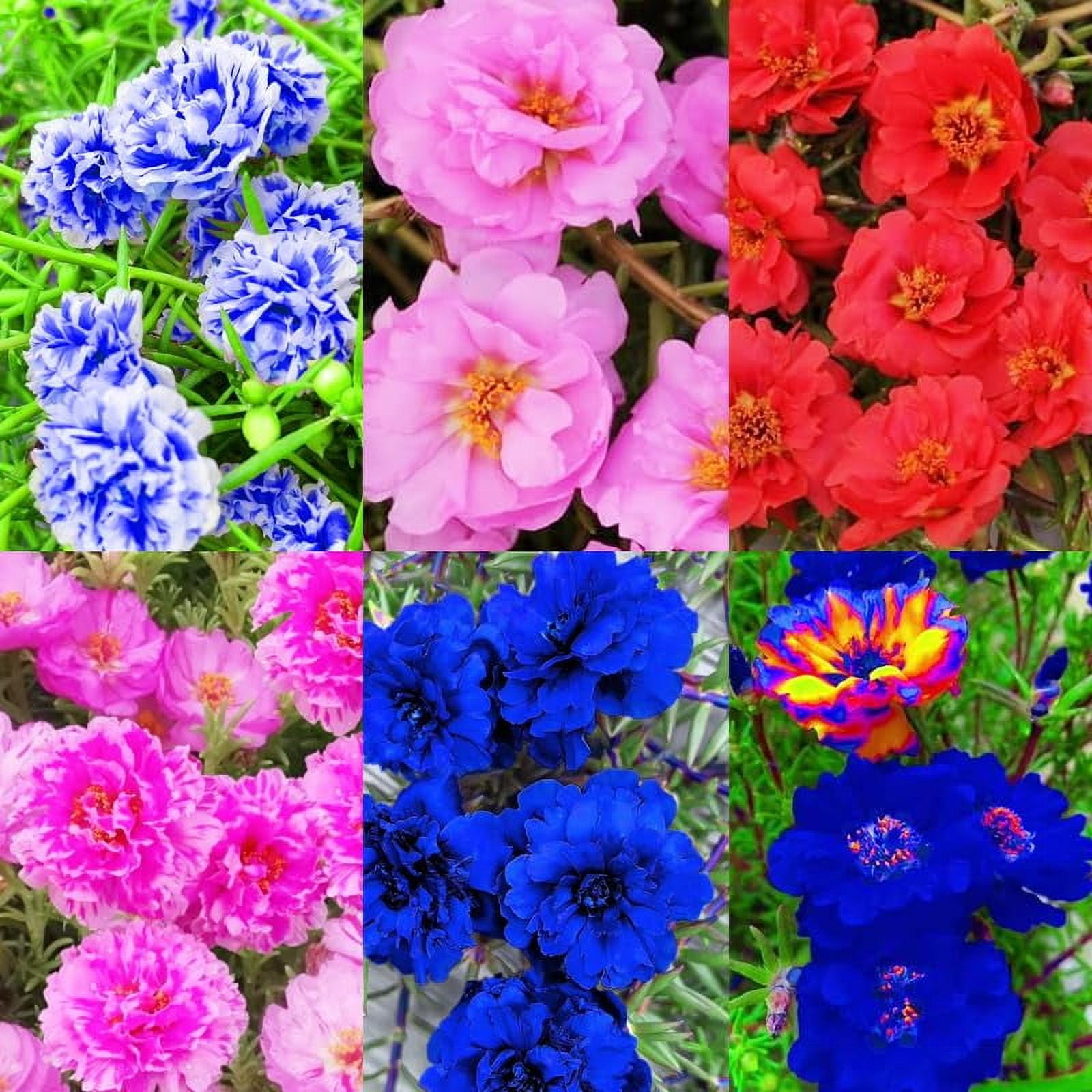 20000+ Moss Rose Flowers Seeds for MVR1 Planting Outdoor-Portulaca Grandiflora Rose Ornamental ...