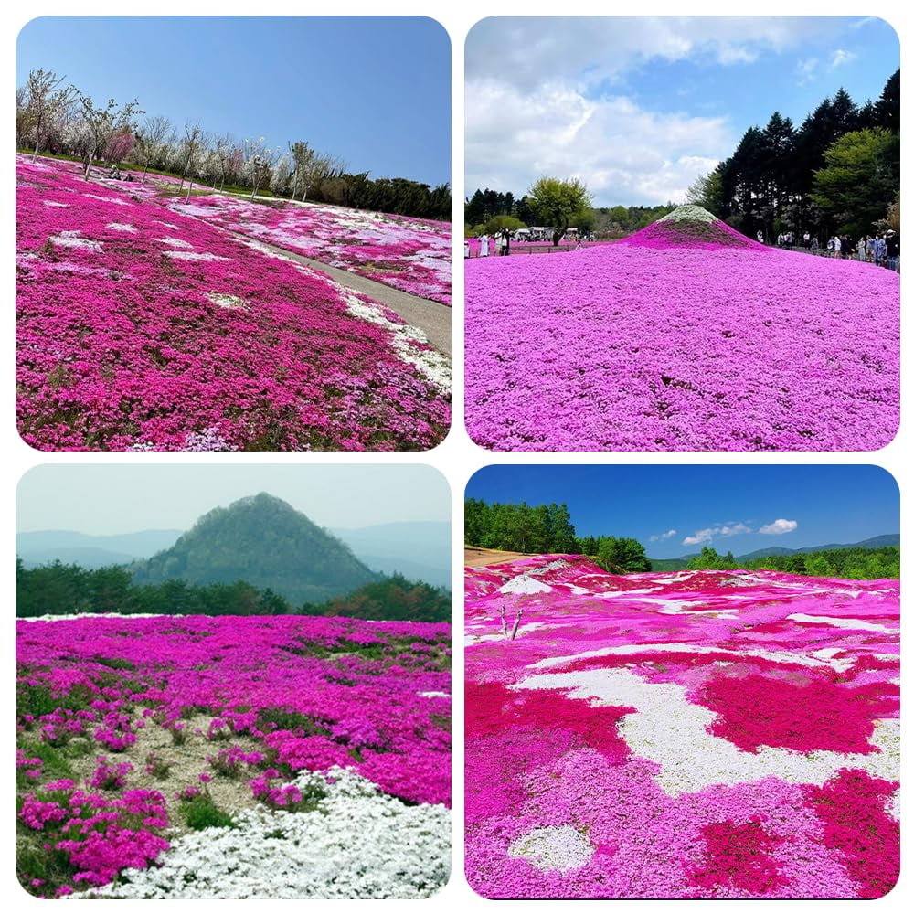 20000+ Red Creeping Thyme CM31 Seeds for Planting, Heirloom Ground Cover Plant Seeds, Wild ...