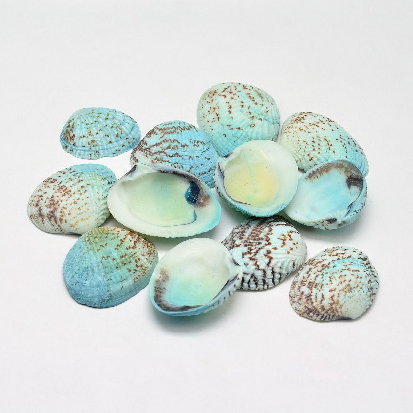 2000g Dyed Natural Shell Beads No Hole Aqua 32~37x20~29x8~10mm 100pcs ...