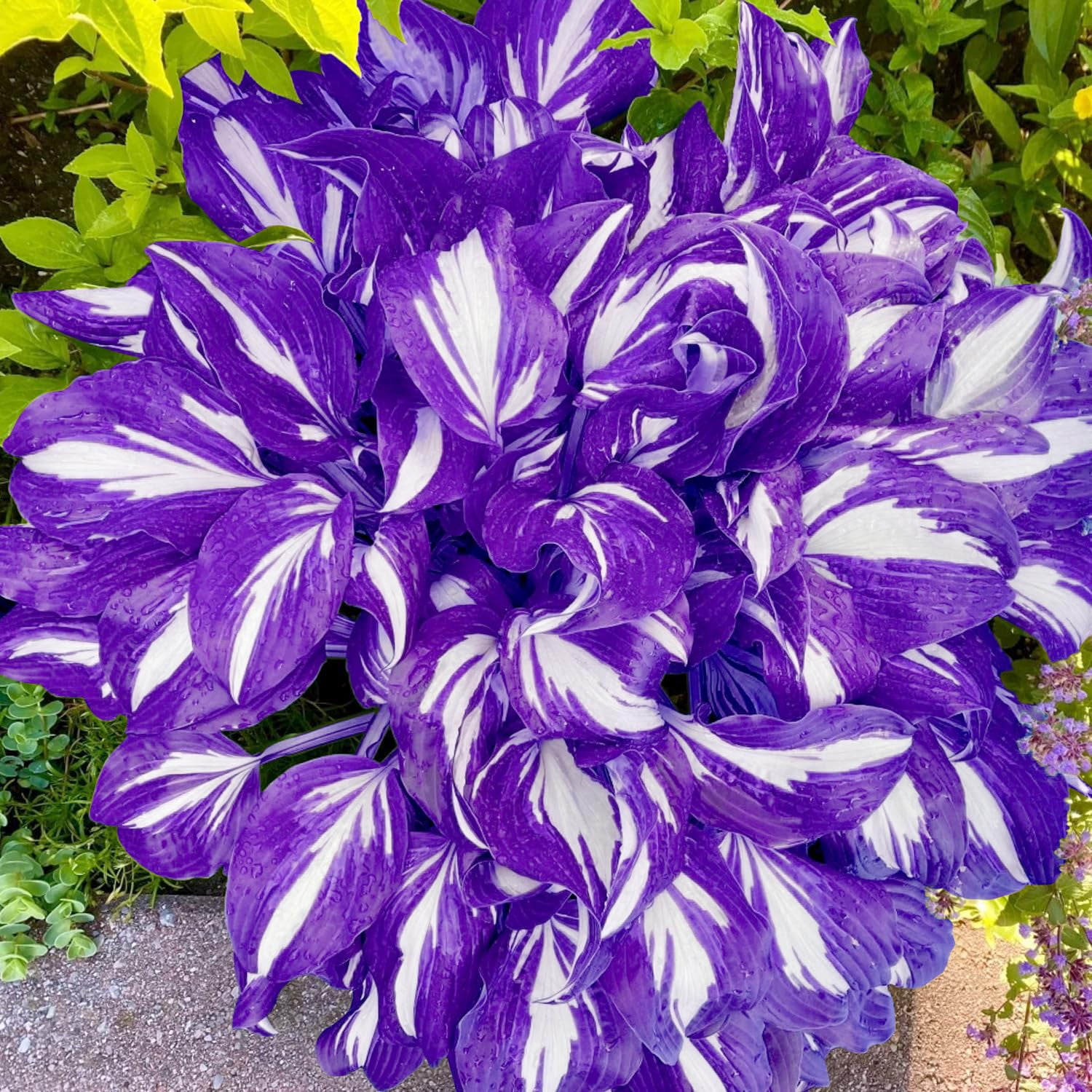 200Pcs Blue Hosta Seeds for Planting, ITL1 Rare Colored Perennial ...