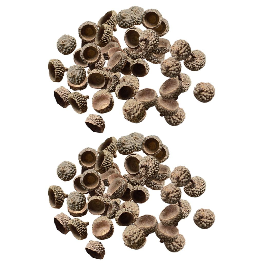200Pcs Natural Acorns Real Acorns Caps Home DIY Christmas Natural Acorn ...