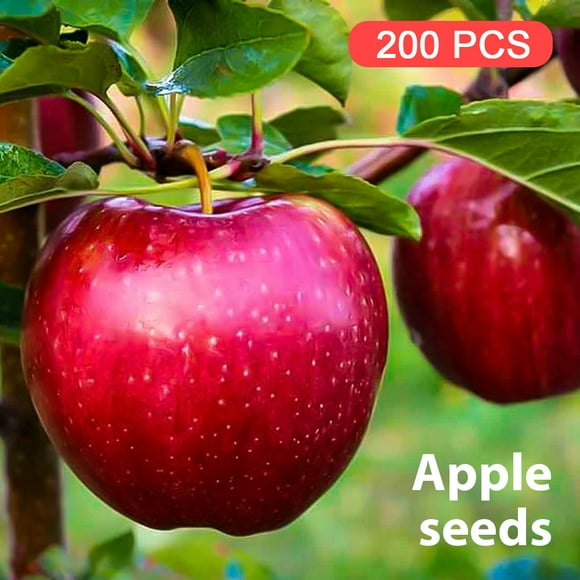Apple Seeds in Seed Gardening - Walmart.com