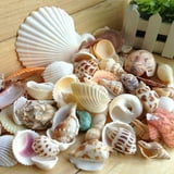 200g/pack Natural Beach Shell&Conch SeaShells Aquarium Fish Tank ...
