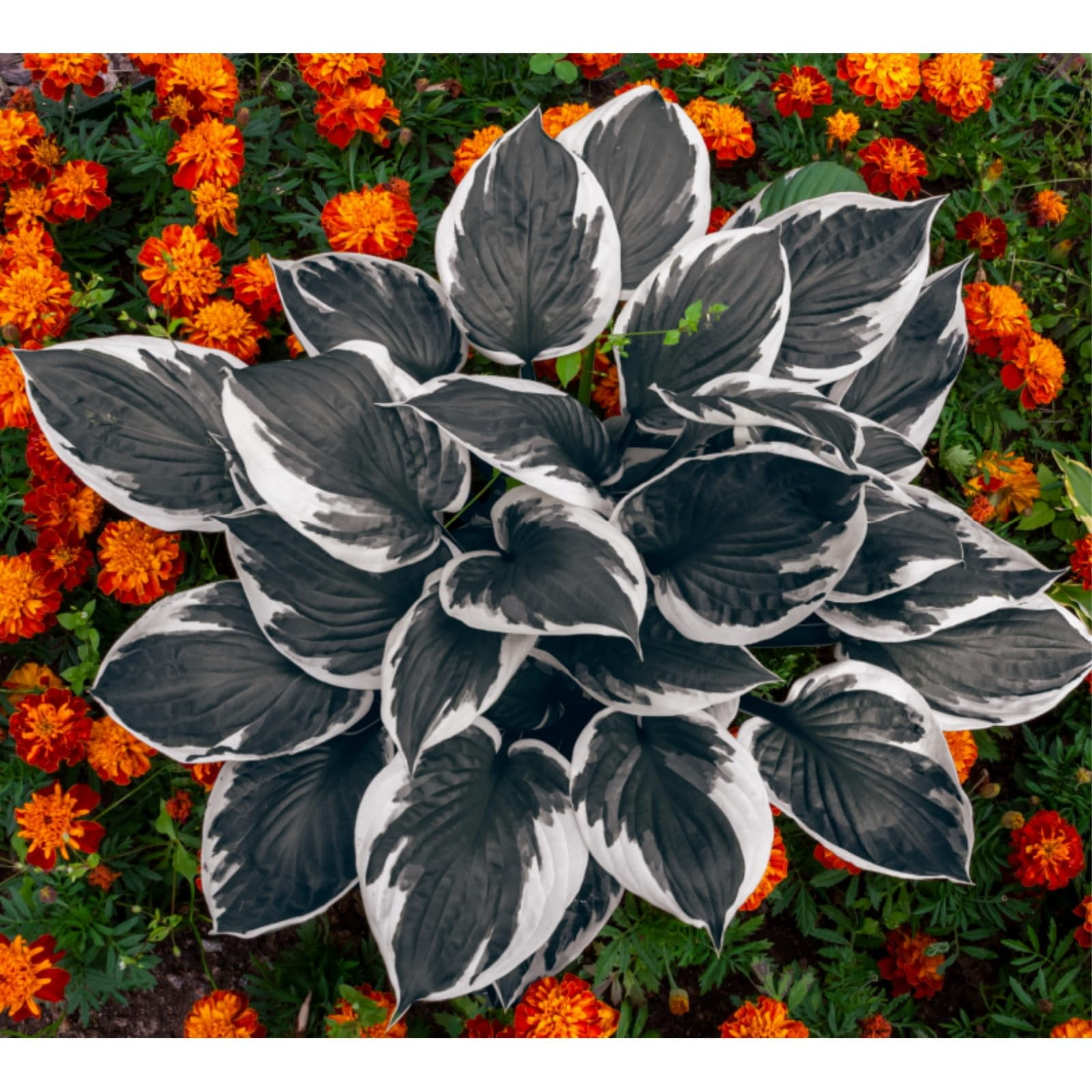 200pcs Black White Hosta Seeds for MVR1 Planting Drought-Tolerant Hosta ...