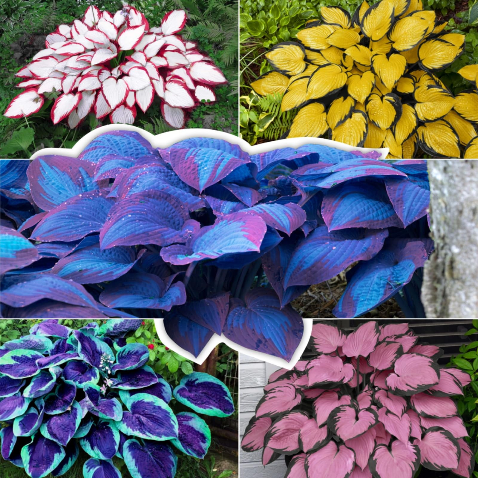 200pcs Mixed Hosta Seeds for Planting MVR1 Grow Easily Heat-Tolerant ...