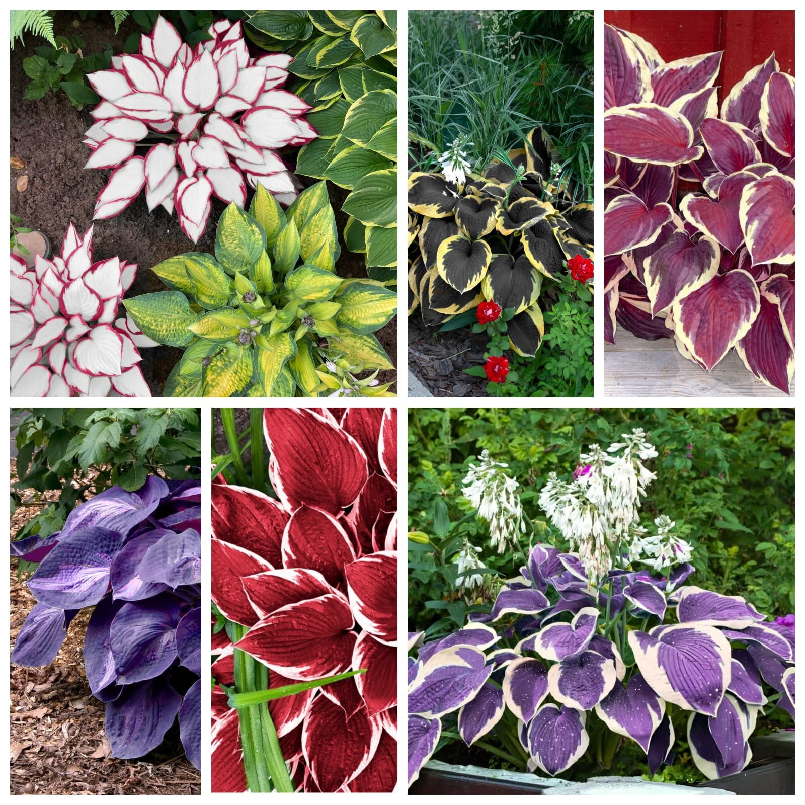 200pcs Mixed Hosta Seeds for Planting SMRPurple Black Red Hosta Plant ...