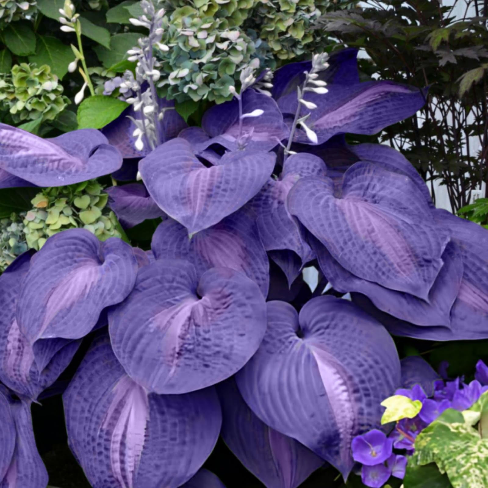 200pcs Purple Hosta Seeds Non-GMO Hosta Plant H2FSDSeeds for Planting ...