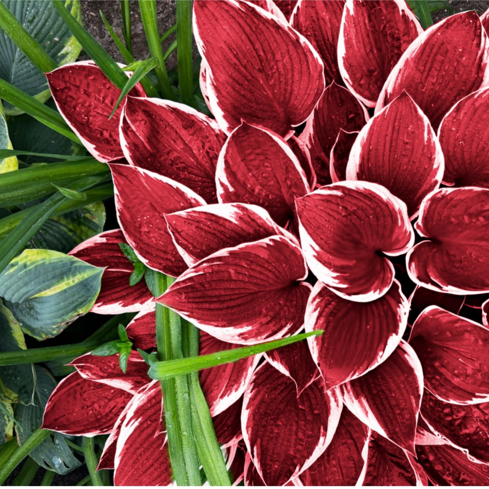 200pcs Red Hosta Seeds for Planting MVR1 Low Maintenance Perennial ...