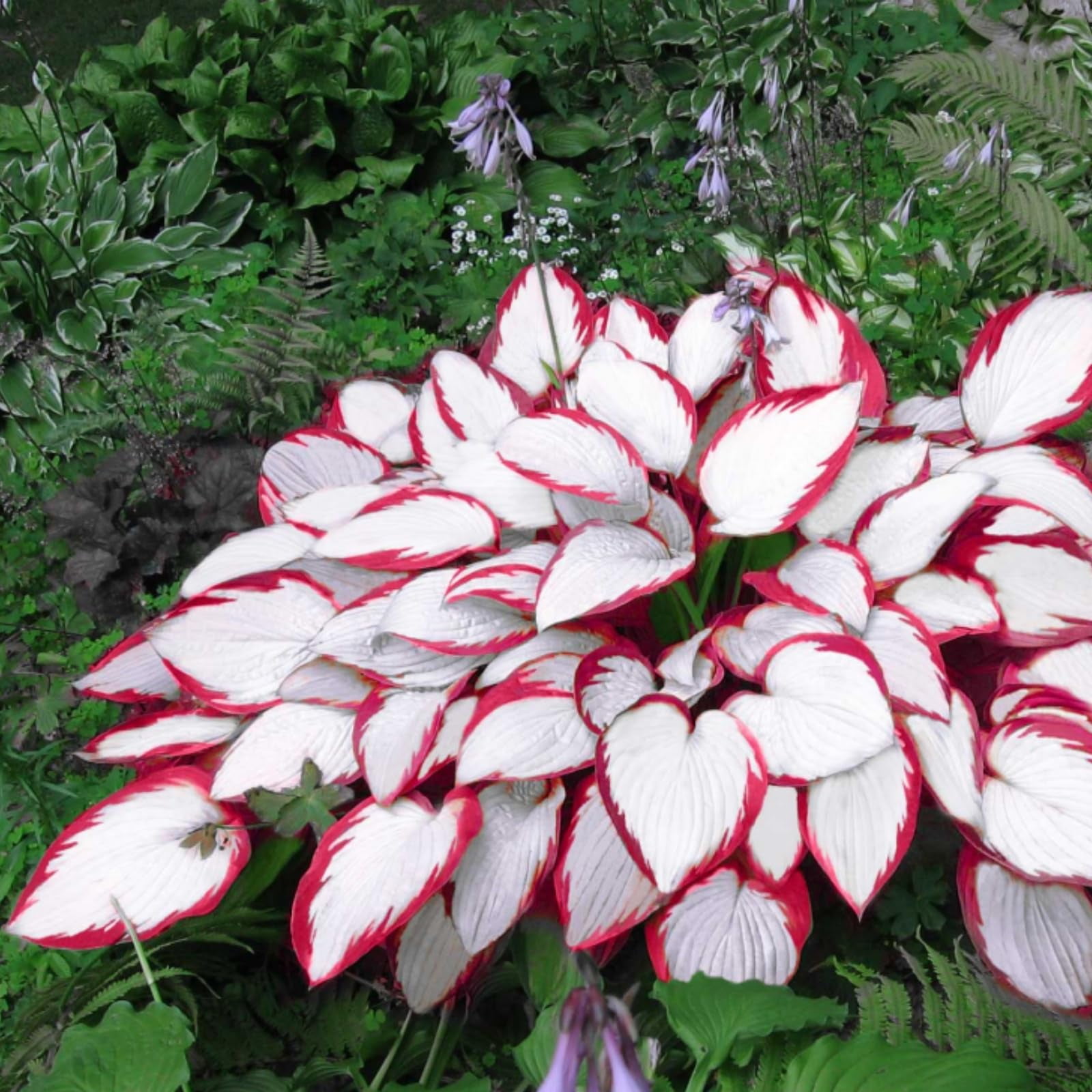 200pcs Red White Hosta Seeds Low MVR1 Maintenance Hosta Plant Seeds for ...