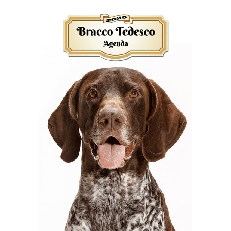 Bracco Tedesco