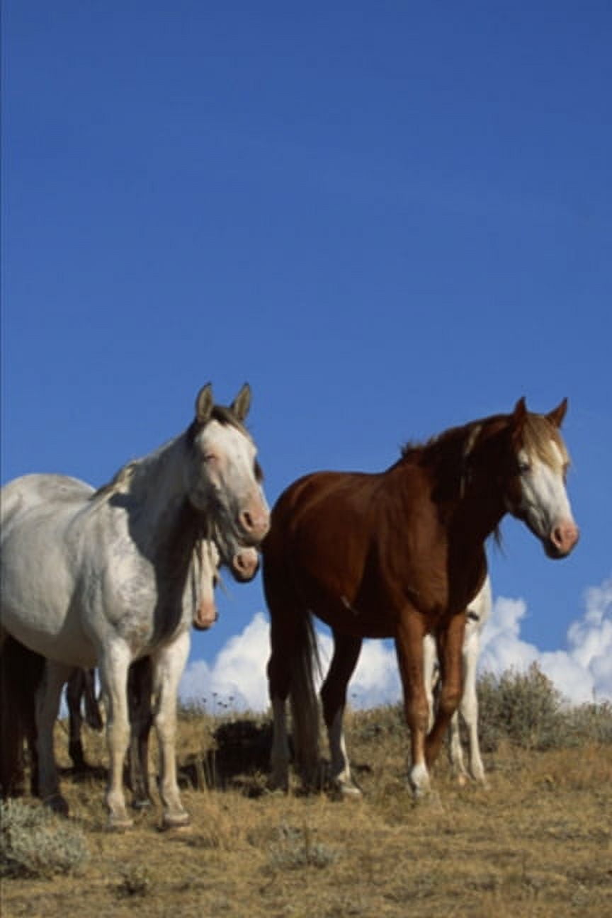 2020 Weekly Planner Horse Photo Equine Standing Horses Western Pasture ...