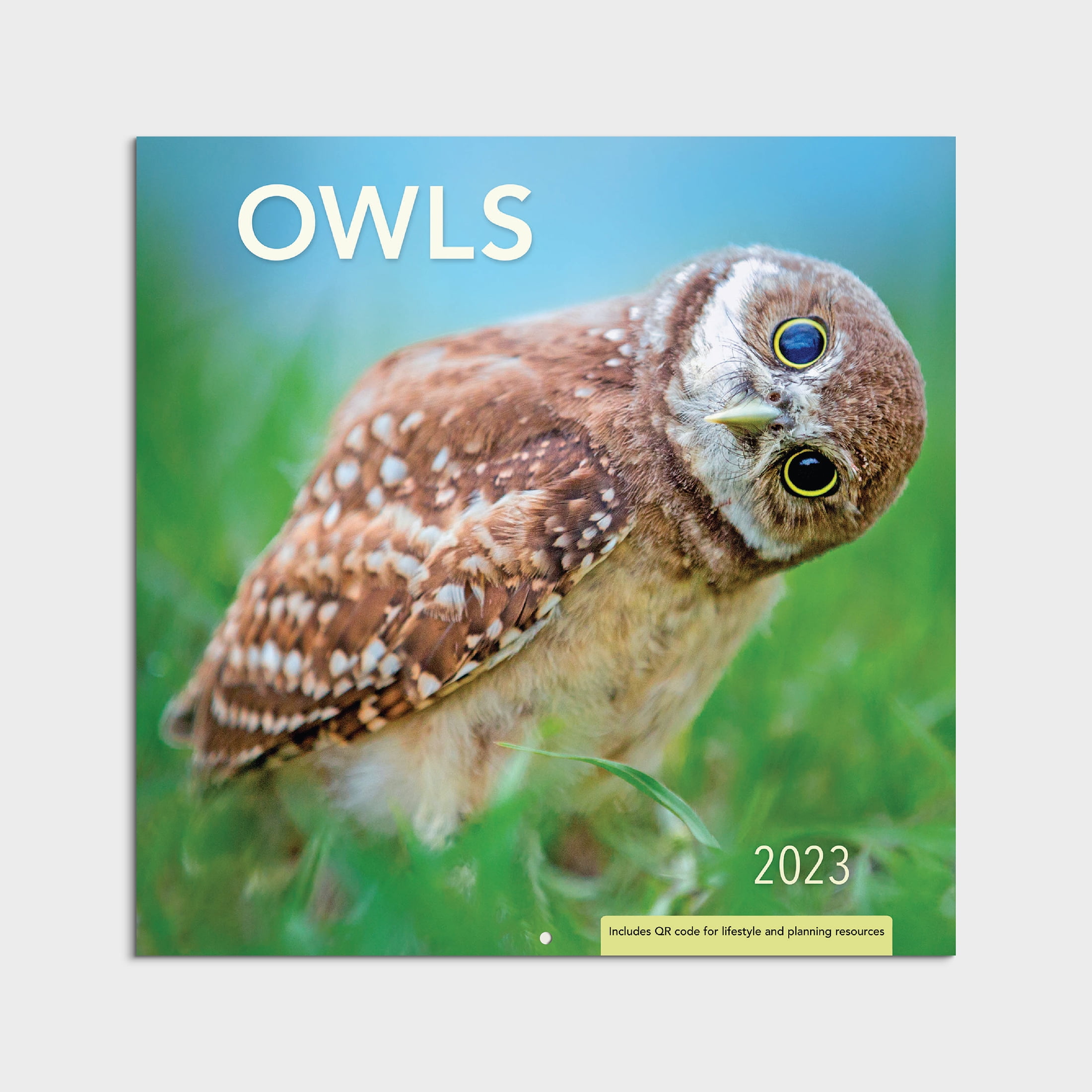 2023-12 Month Calendar-Owls 12x12 Hanging Wall Calendar by DaySpring ...