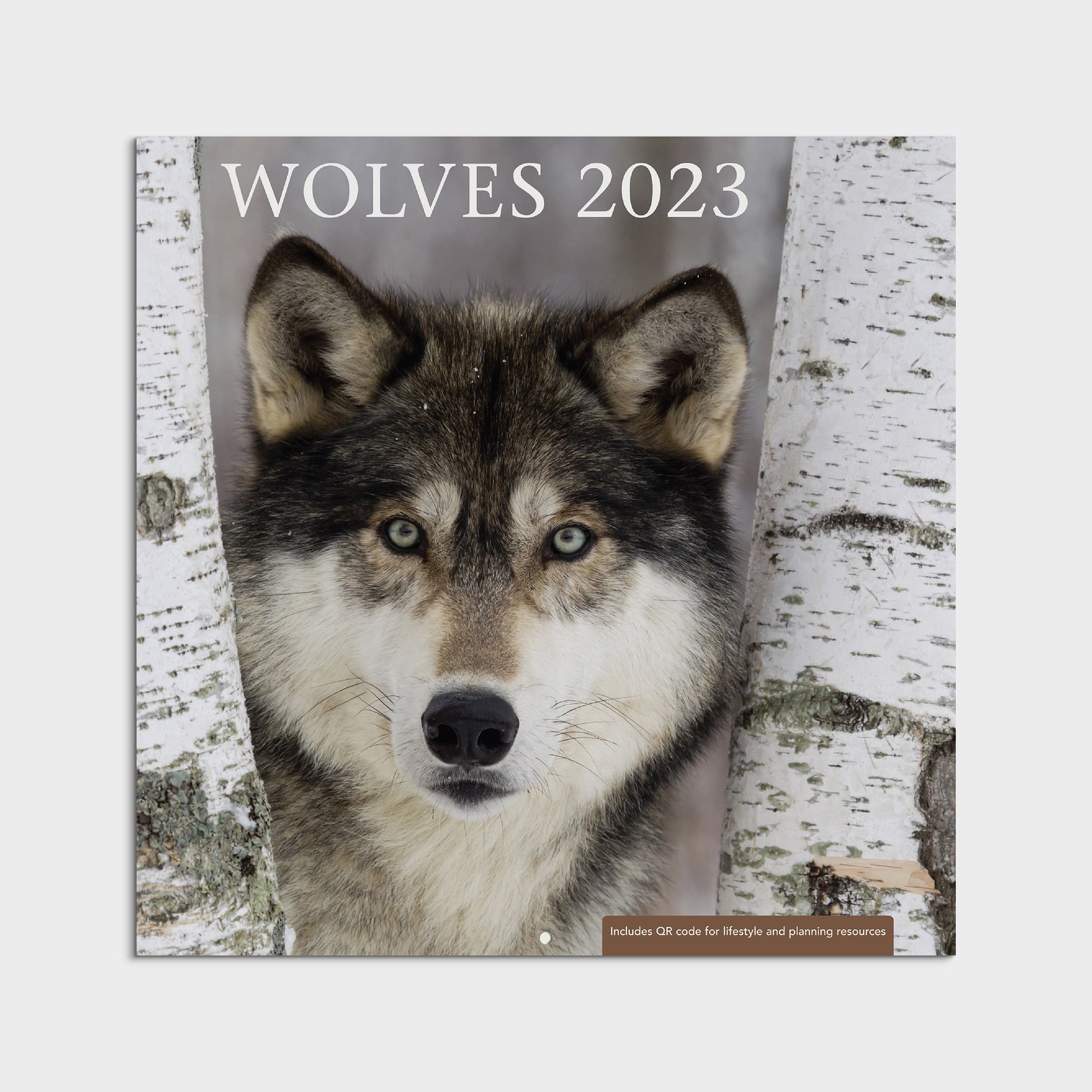2023- 12 Month Calendar- Wolves 12x12 Hanging Wall Calendar by ...