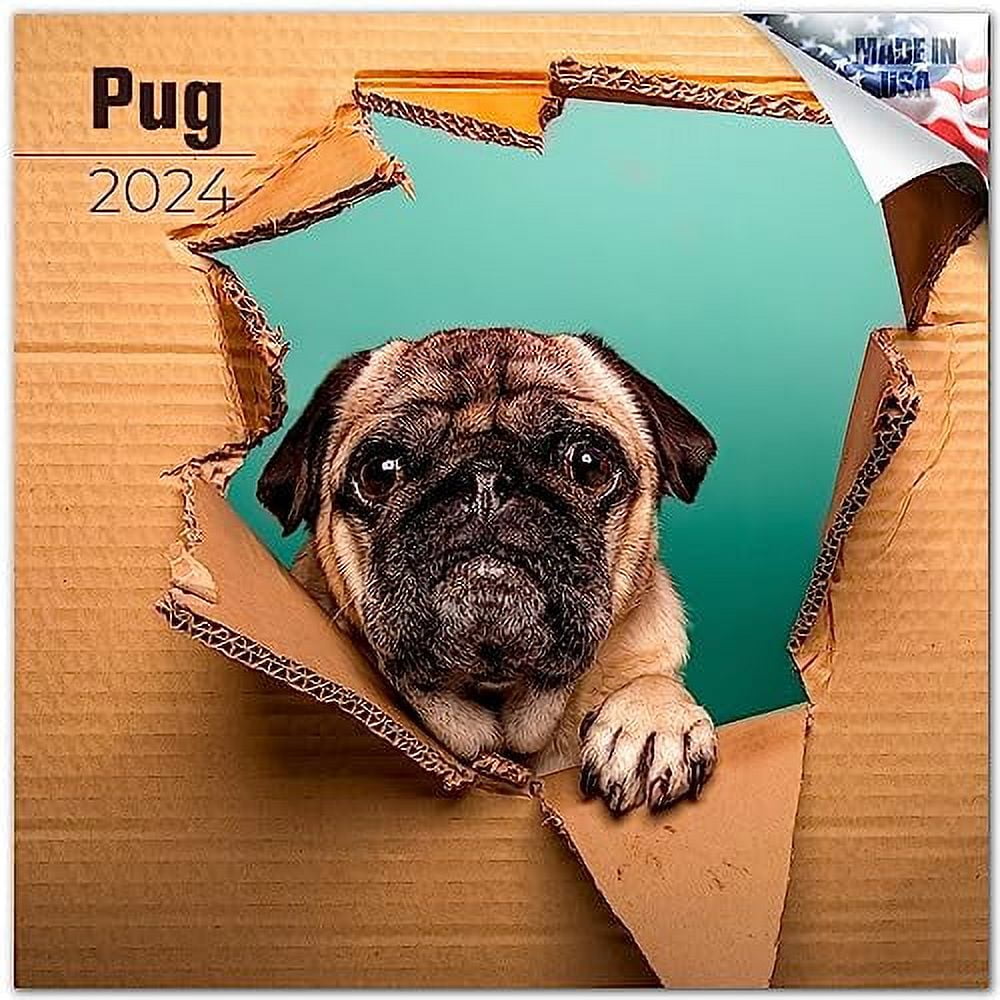 2023 2024 Pug Calendar - Dog Breed Monthly Wall Calendar - 12 x 24 Open ...