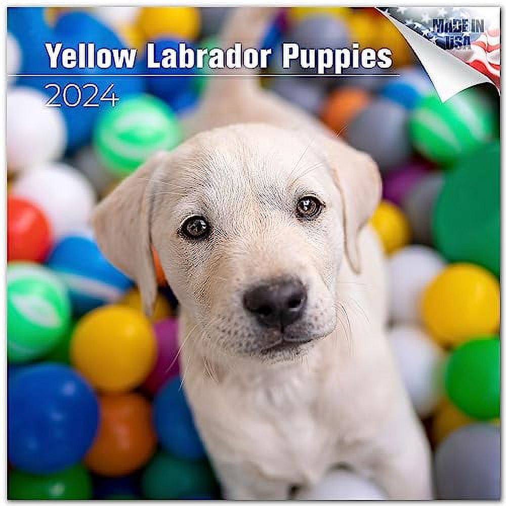 2023 2024 Yellow Labrador Retriever Puppies Calendar - Dog Breed ...