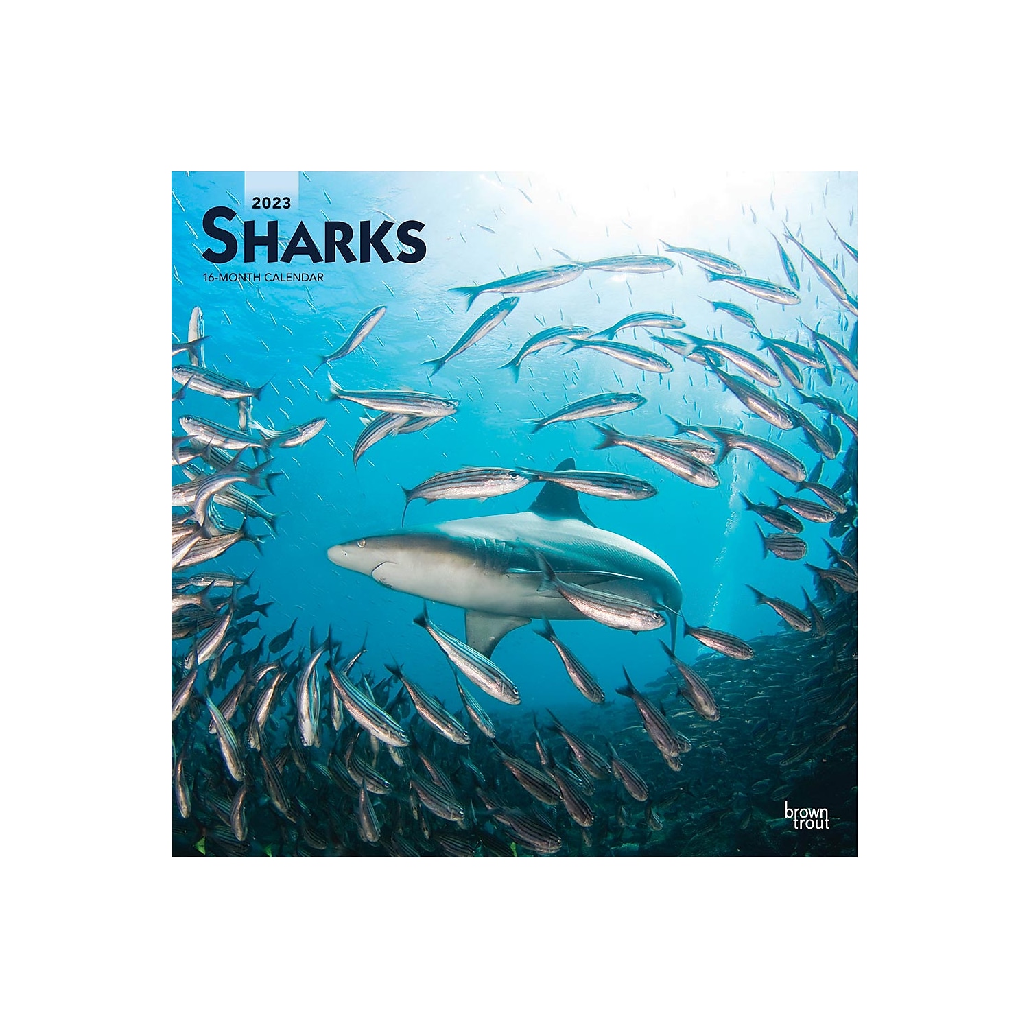 2023 BrownTrout Sharks 12" x 12" Monthly Wall Calendar (9781975452742 ...