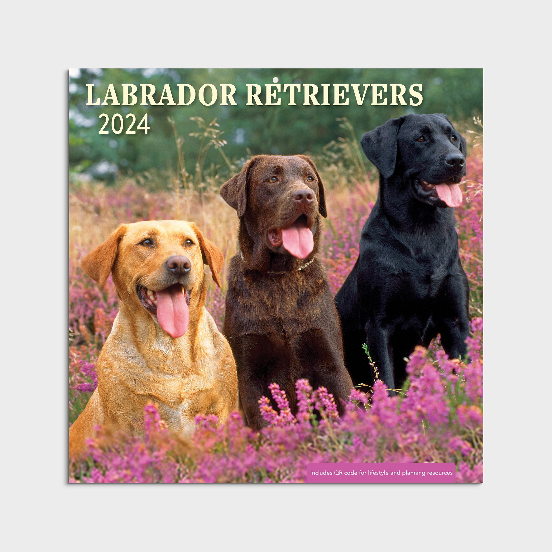 2024-12 Month Calendar-Labrador Retrievers 12x12 Hanging Wall Calendar ...