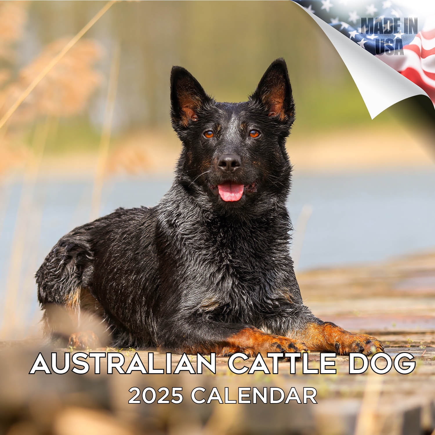 2024 2025 Australian Cattle Dog Calendar - Dog Breed Monthly Wall ...