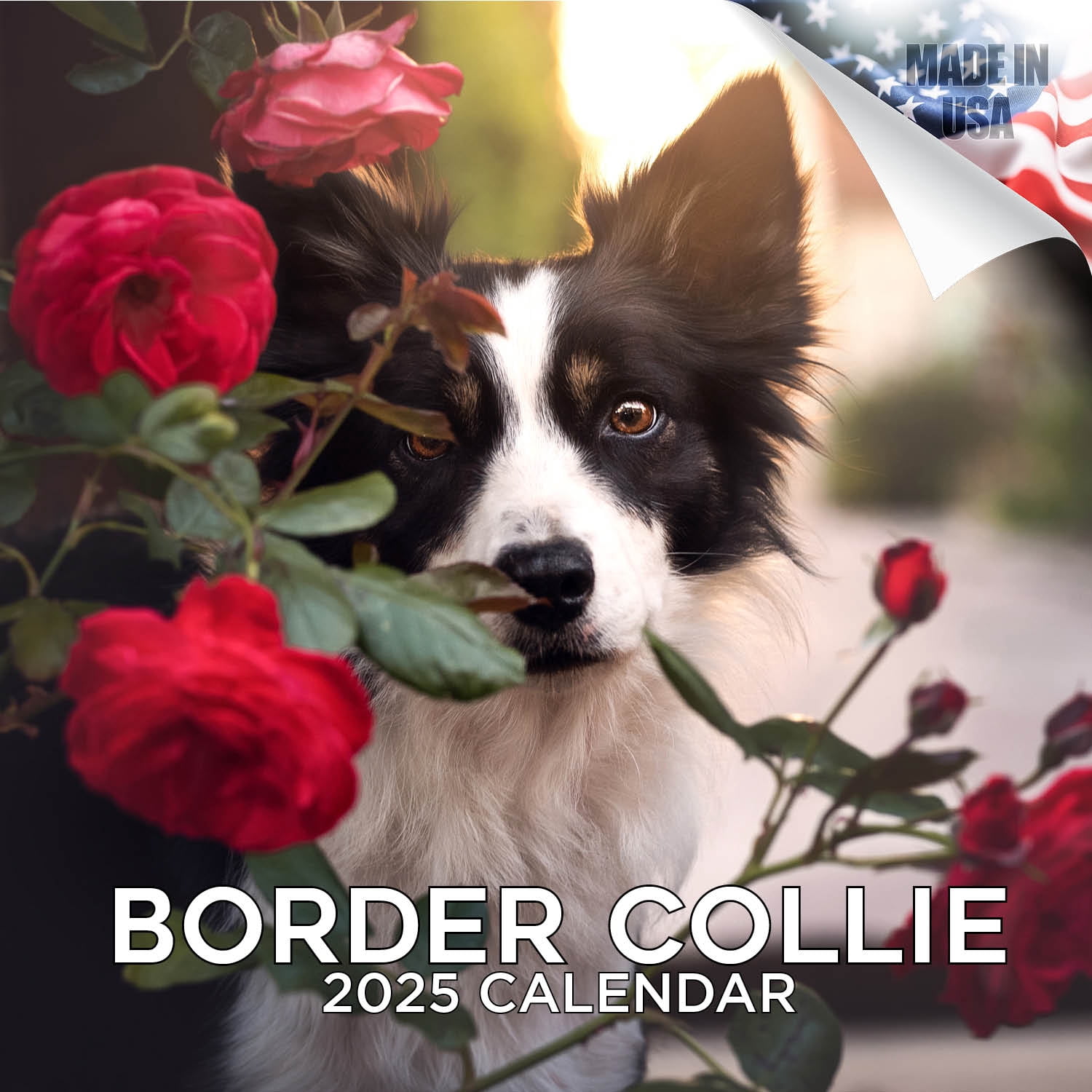 2024 2025 Border Collie Calendar - Dog Breed Monthly Wall Calendar - 12 ...