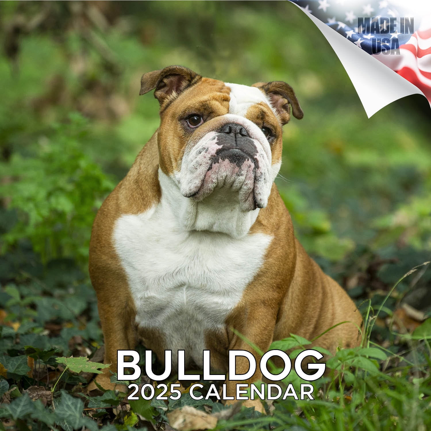 2024 2025 Bulldog Calendar - Dog Breed Monthly Wall Calendar - 12 x 24 ...