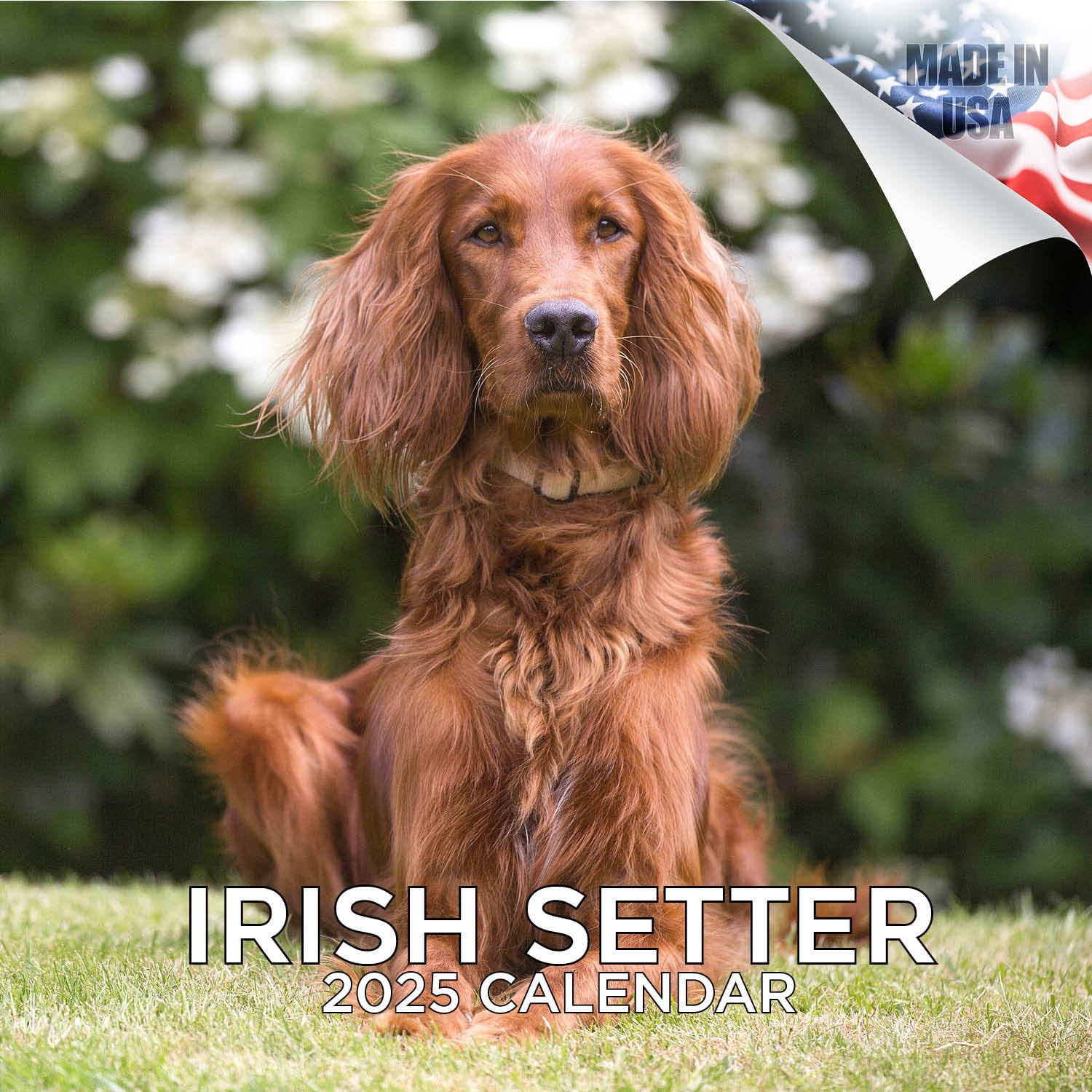 2024 2025 Irish Setters Calendar - Dog Breed Monthly Wall Calendar - 12 ...