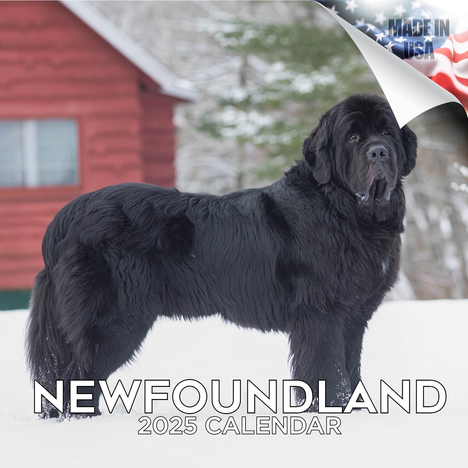 2025 2026 Newfoundland Calendar - Dog Breed Monthly Wall Calendar - 12 ...