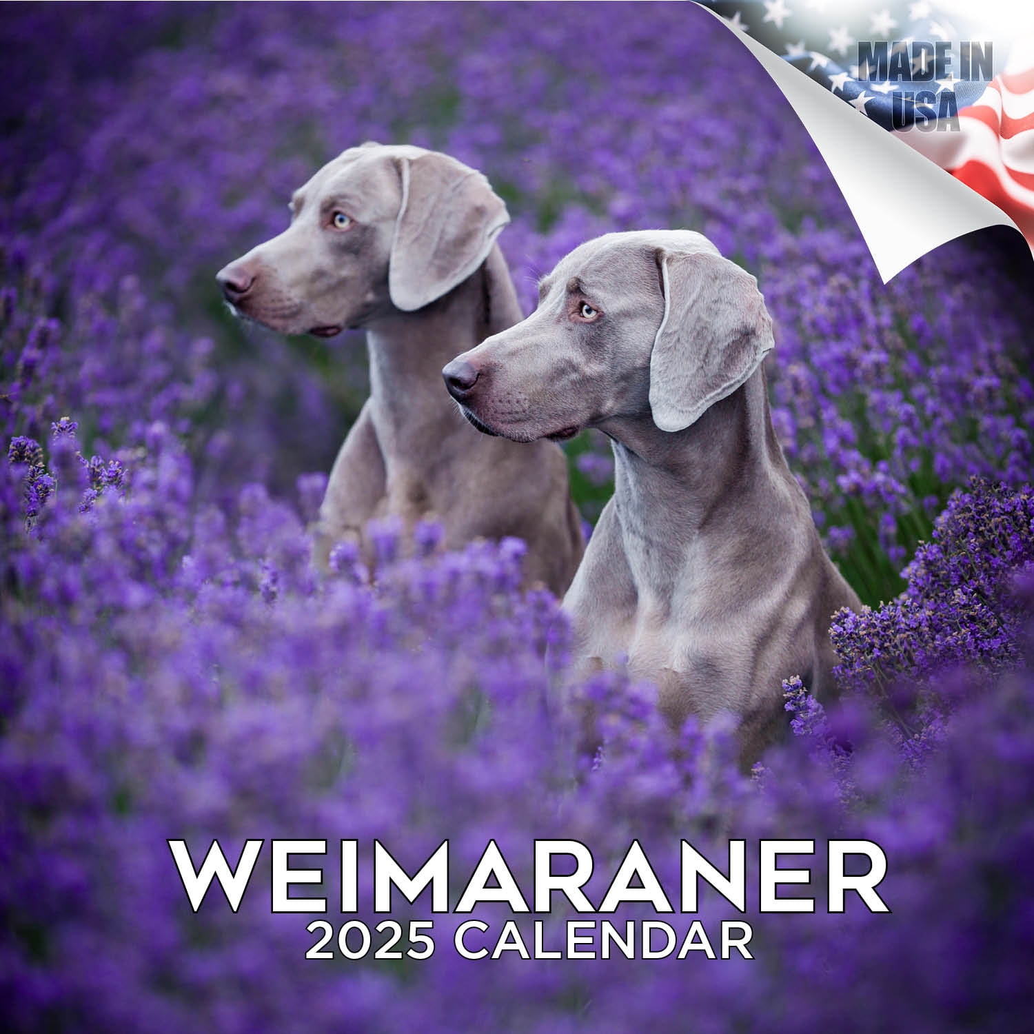 2025 2026 Weimaraner Calendar - Dog Breed Monthly Wall Calendar - 12 x ...