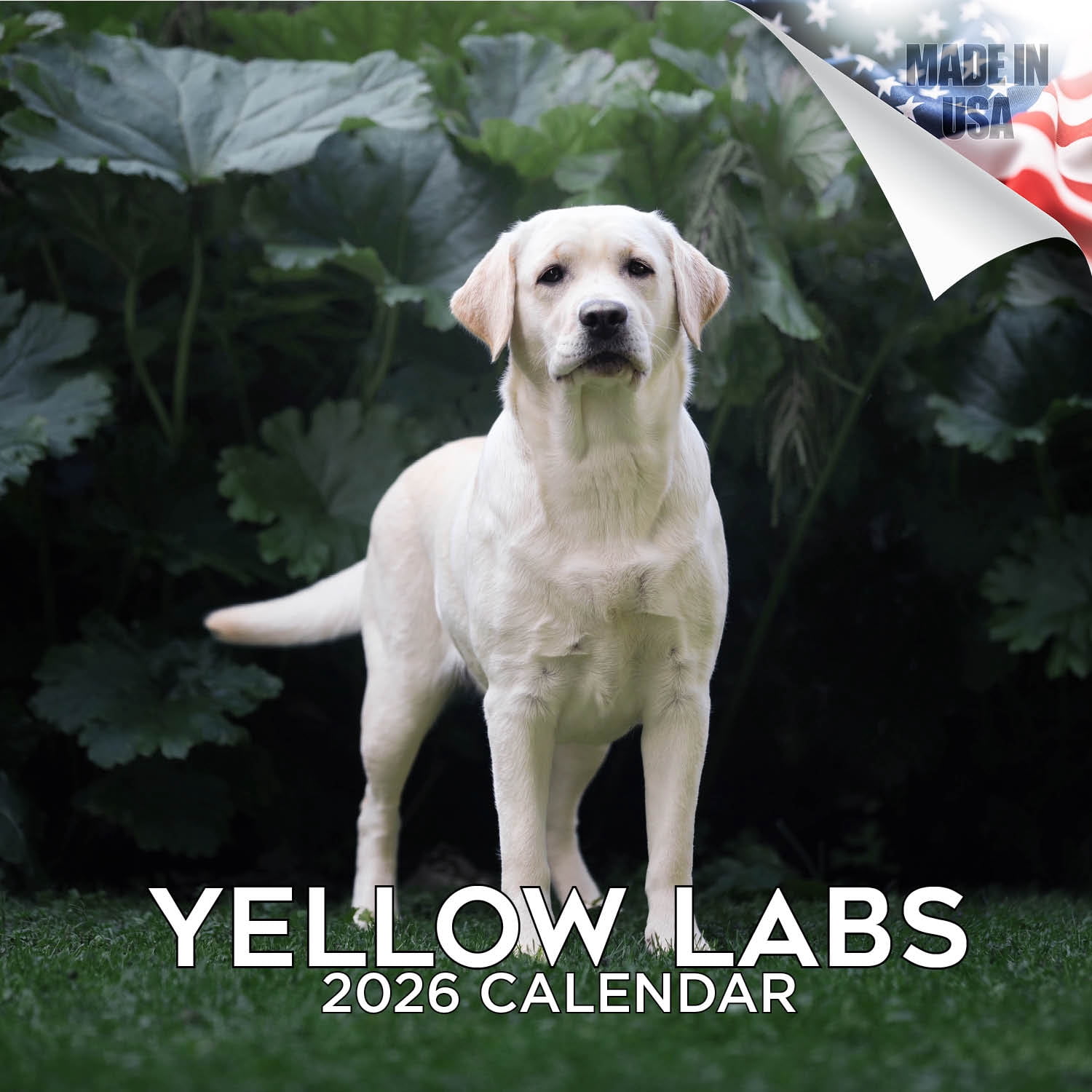 MegaCalendars 2025 Yellow Labrador Retriever Calendar, Monthly Wall ...
