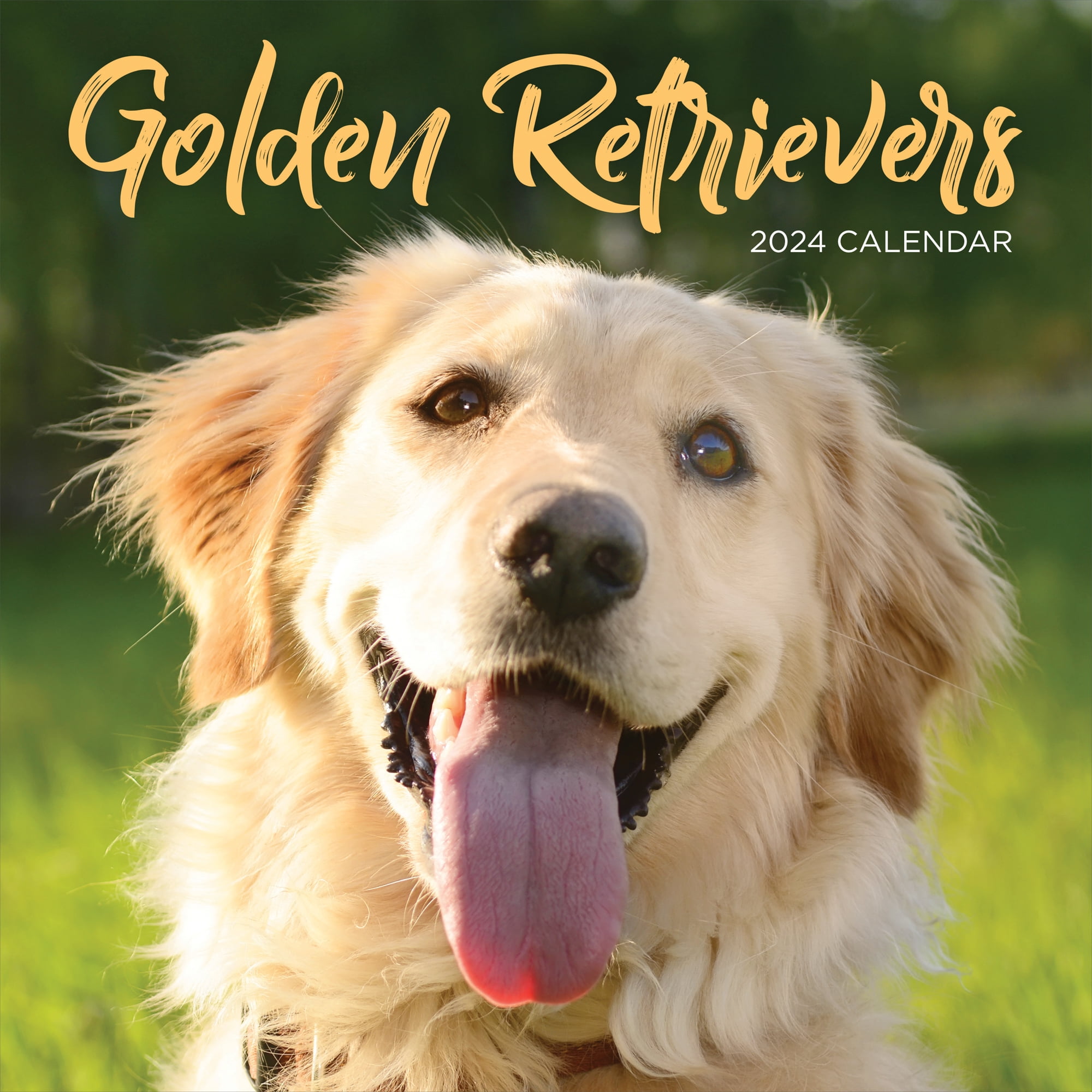 2024 Golden Retrievers Wall Calendar Multi - Walmart.com