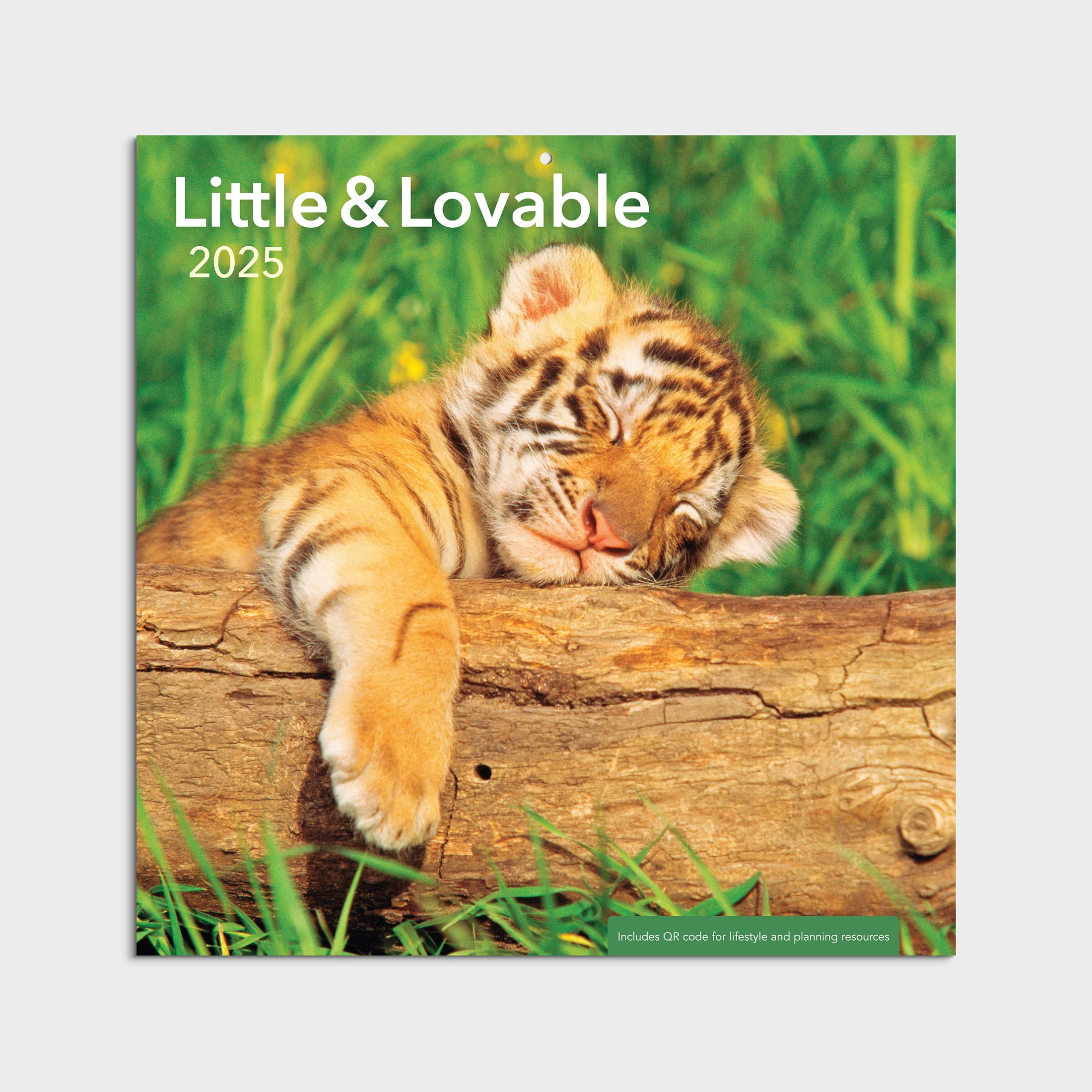 2025-12 Month Hanging Wall Calendar-Little & Lovable-12x12 by Dayspring ...