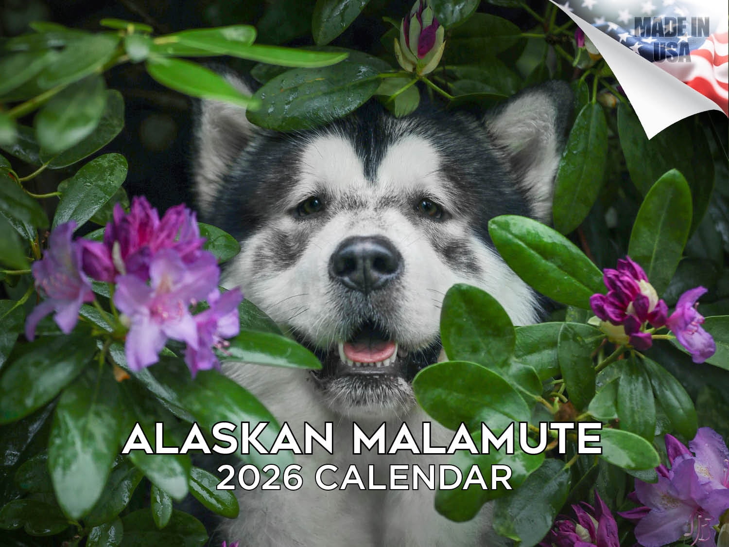 2025 2026 Alaskan Malamute Calendar - Dog Breed Monthly Wall Calendar ...