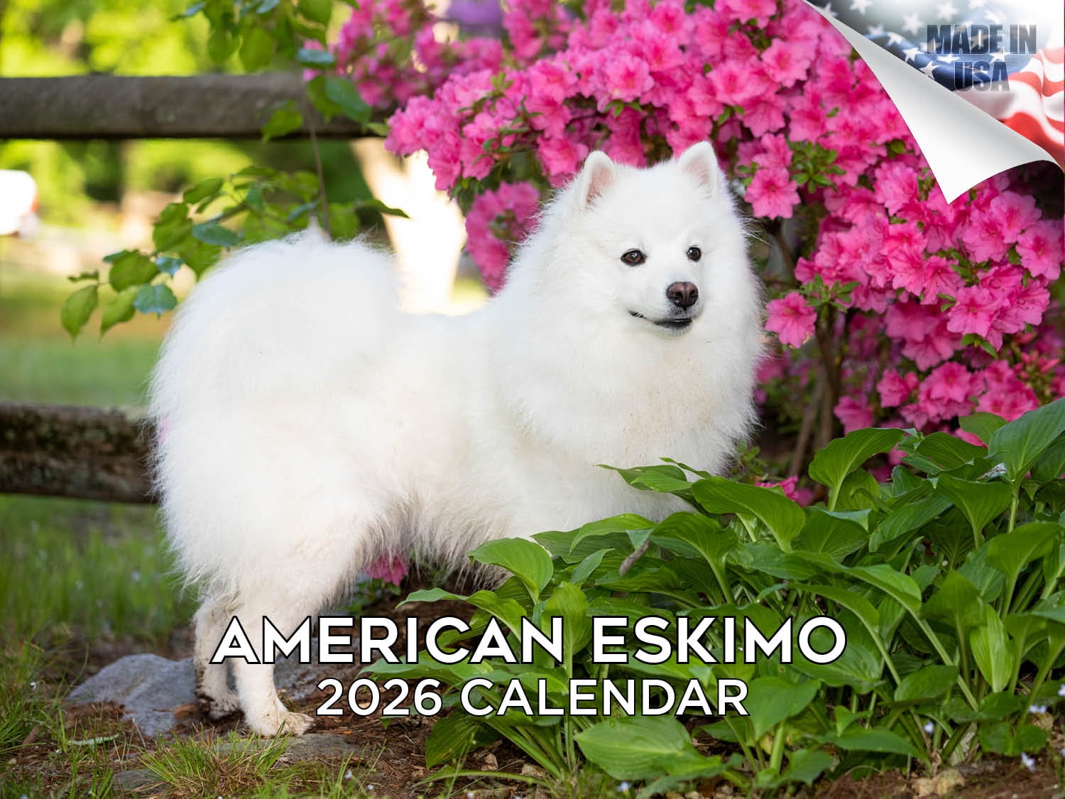 2025 2026 American Eskimo Calendar - Dog Breed Monthly Wall Calendar ...