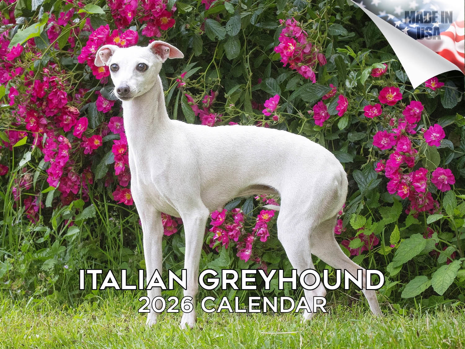 2025 2026 Italian Greyhound Calendar - Dog Breed Monthly Wall Calendar ...