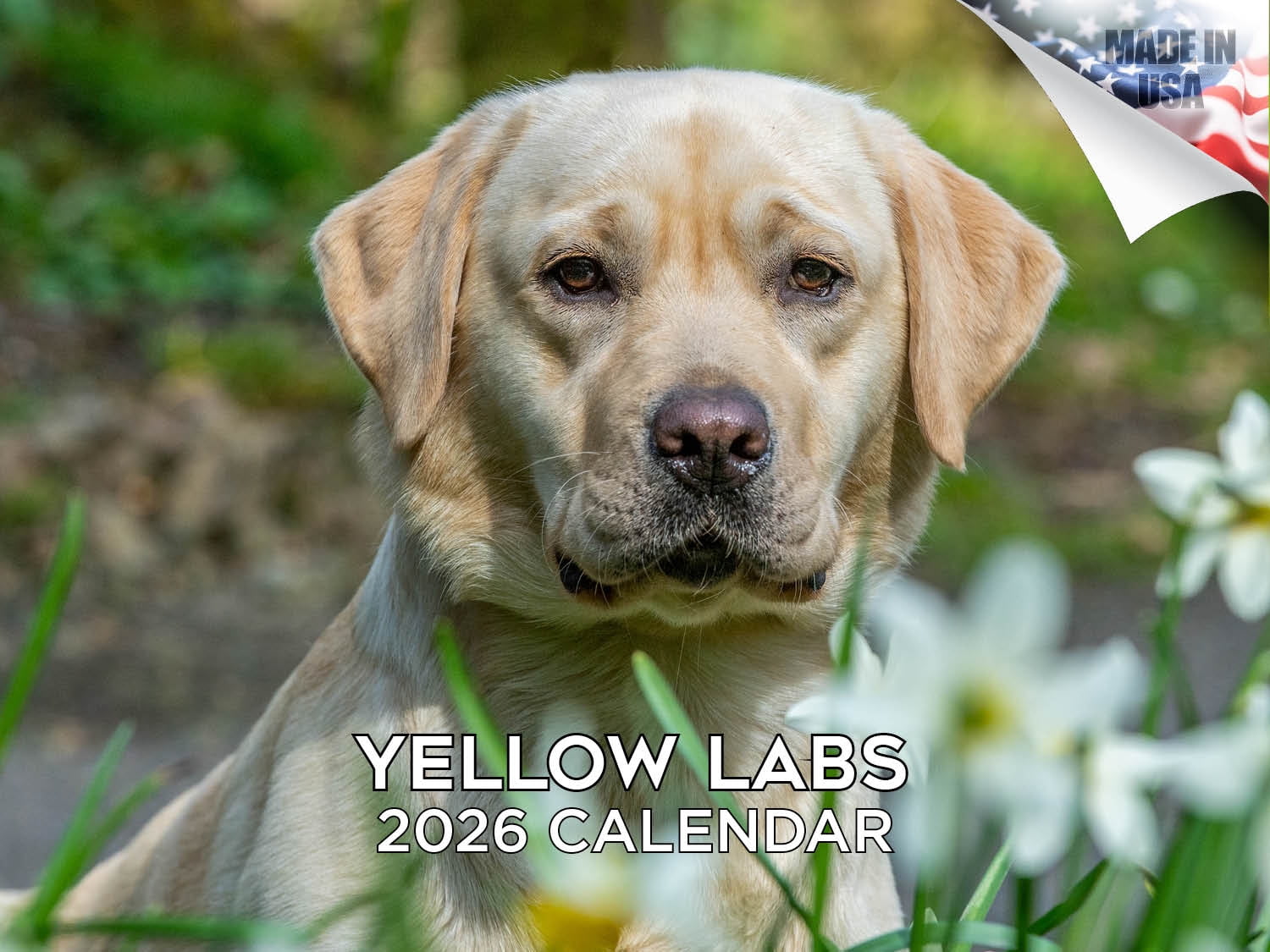 2025 2026 Labrador Yellow Calendar - Dog Breed Monthly Wall Calendar ...
