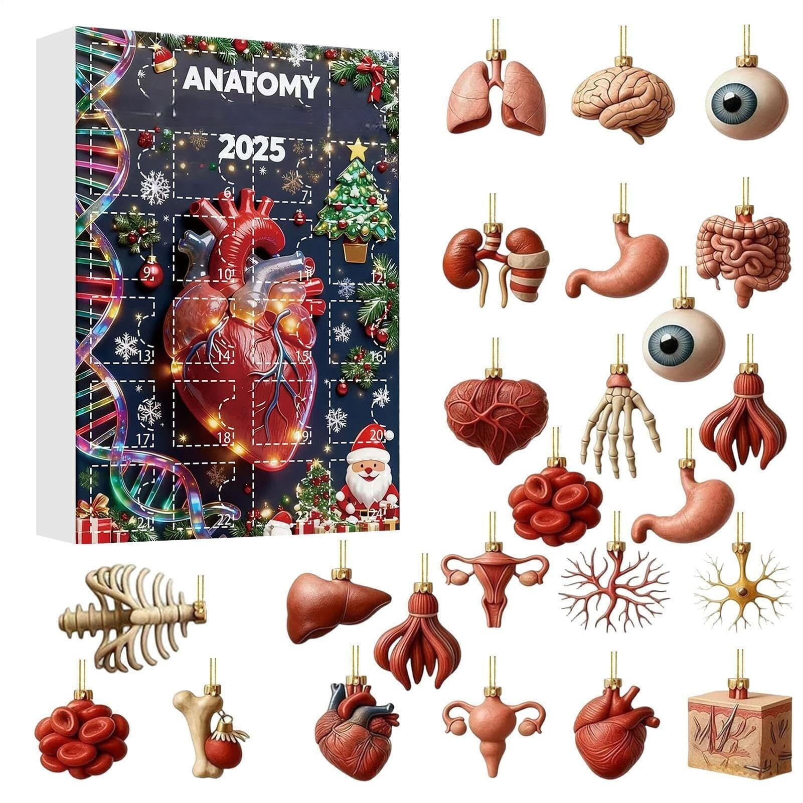 a 2025 Anatomy Advent Calendars, 24 Days Christmas Countdown, 2D ...