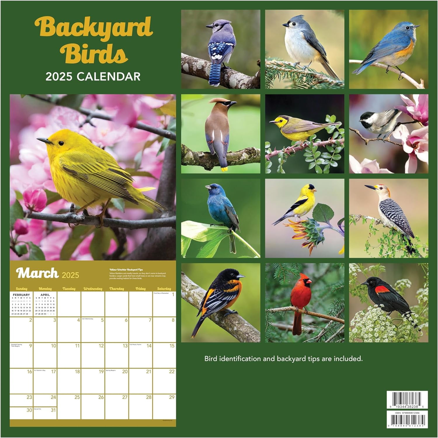 TF Publishing, Backyard Birds 2025 Wall Calendar - Walmart.com