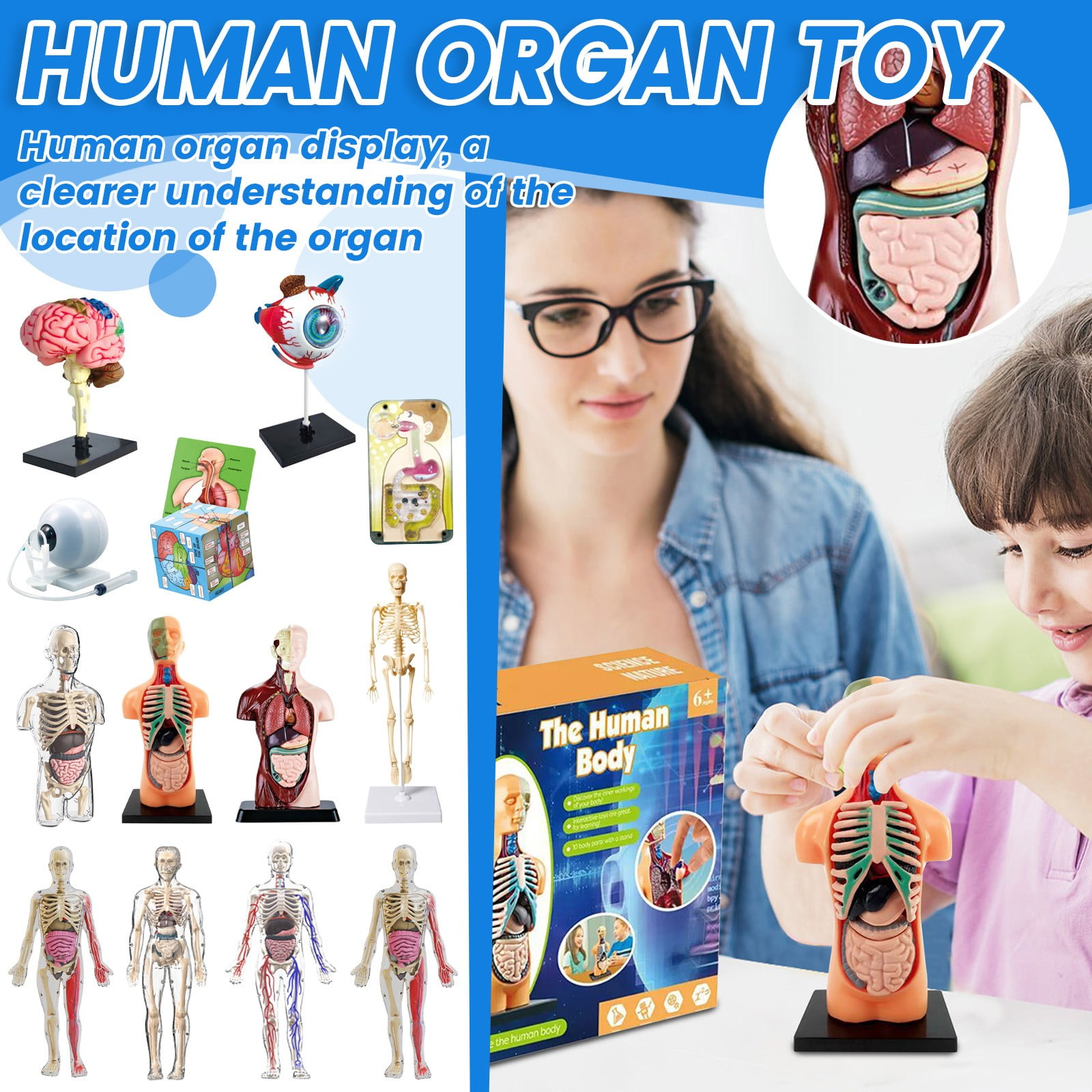 2025 New Human Body Model for Kids: Glow in The Dark Bones Interactive ...