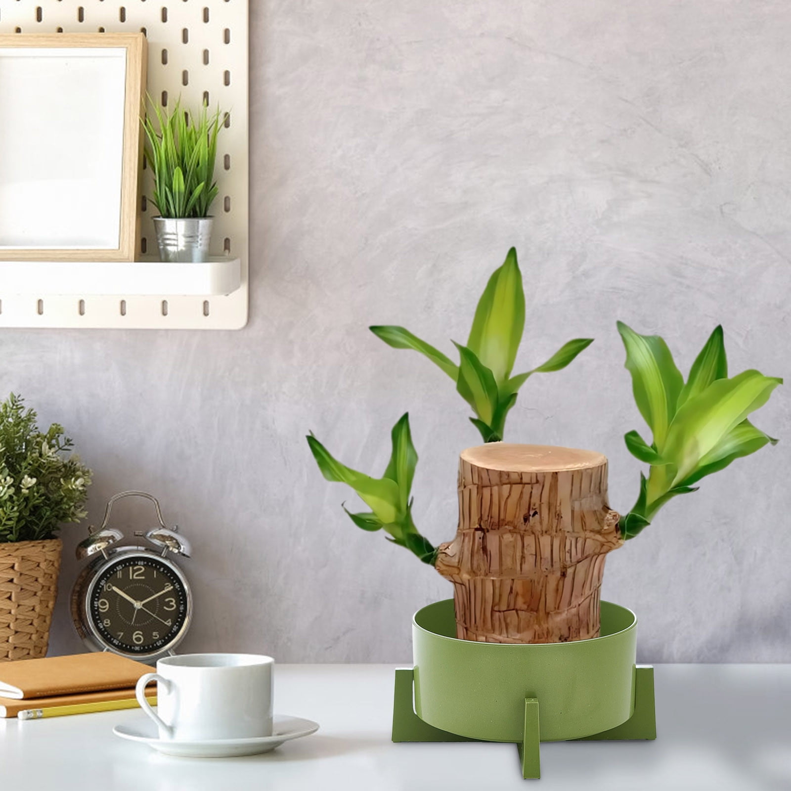 2025 New Lucky Brazilian Wood Potted Plant Basin, Mini Brazil Wood Hydroponic Plant Basin ...