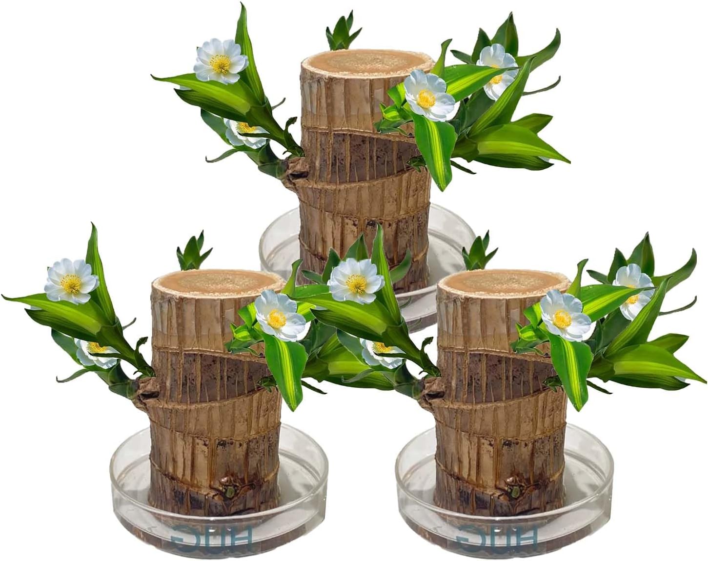 2025 New Mini Brazilian Wood Home Decor, Brazilian Lucky Wood ...