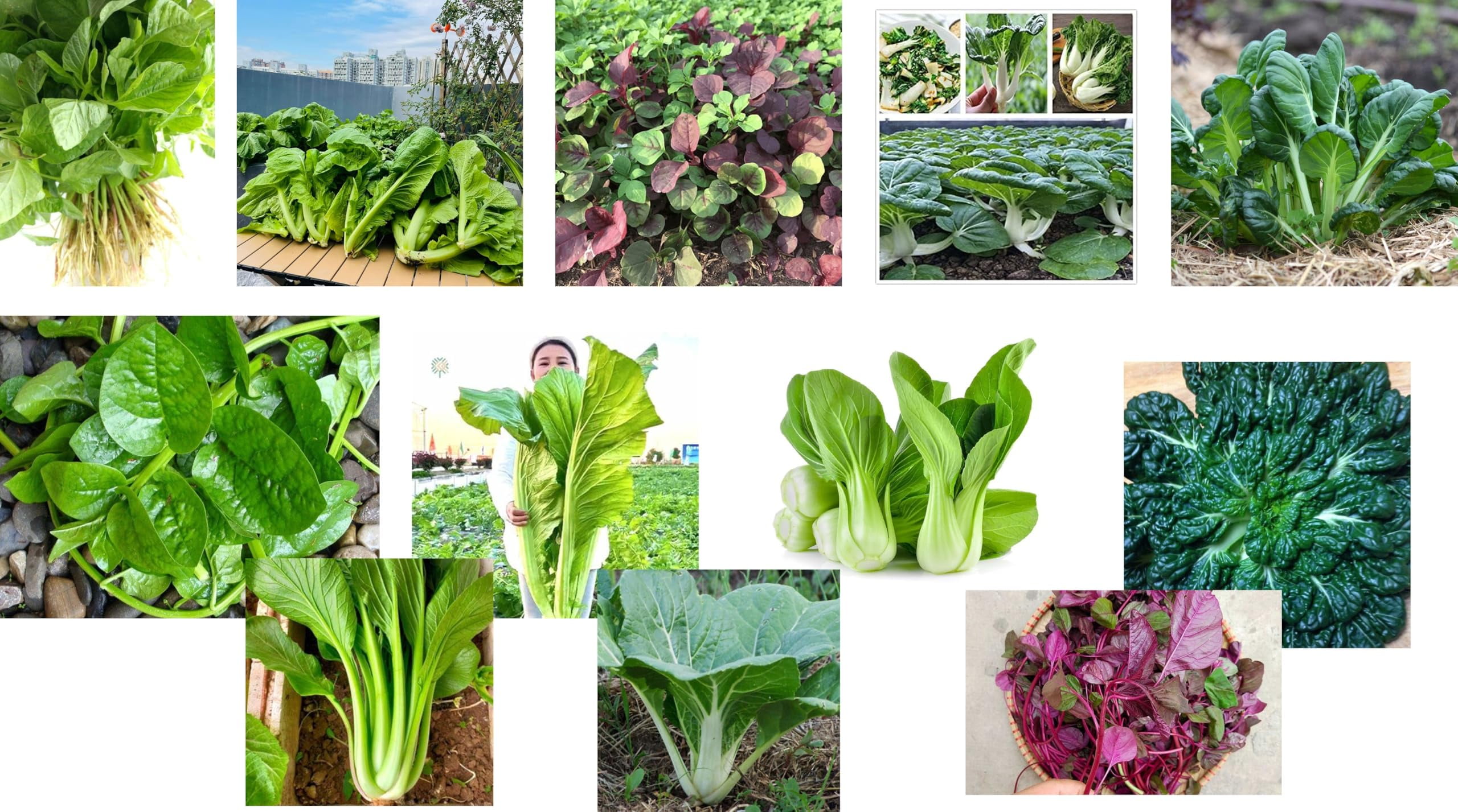 2025 New This is A Mix BSL1 Asian Vegetables 12 Varieties Heirloom Non ...