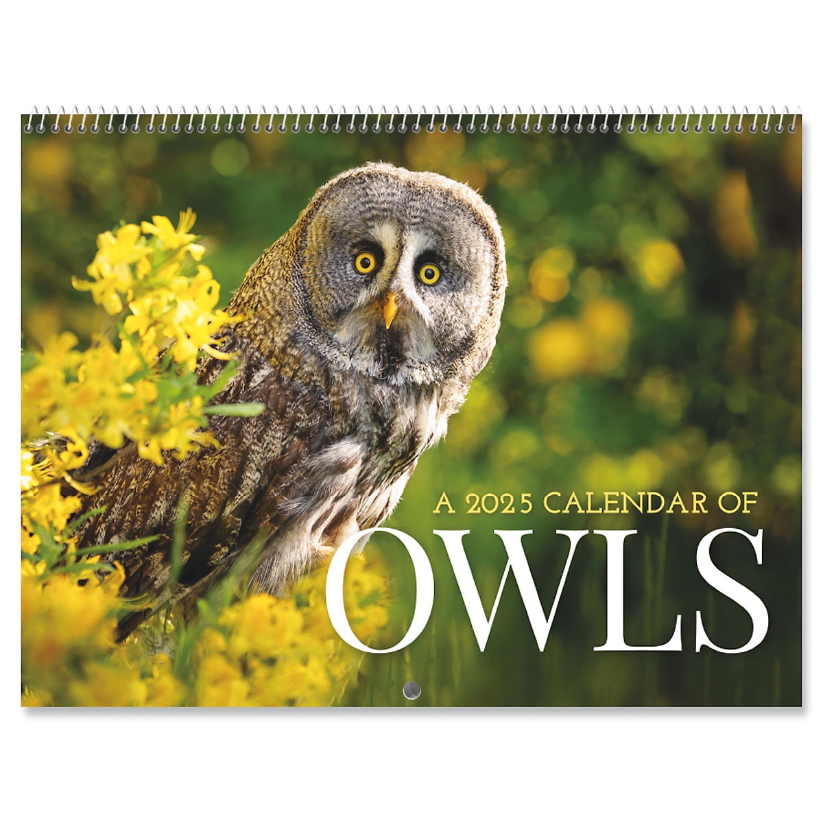 2025 Owls Wall Calendar, 12-Inch x 9-Inch Size Closed, 18-Inch Size ...