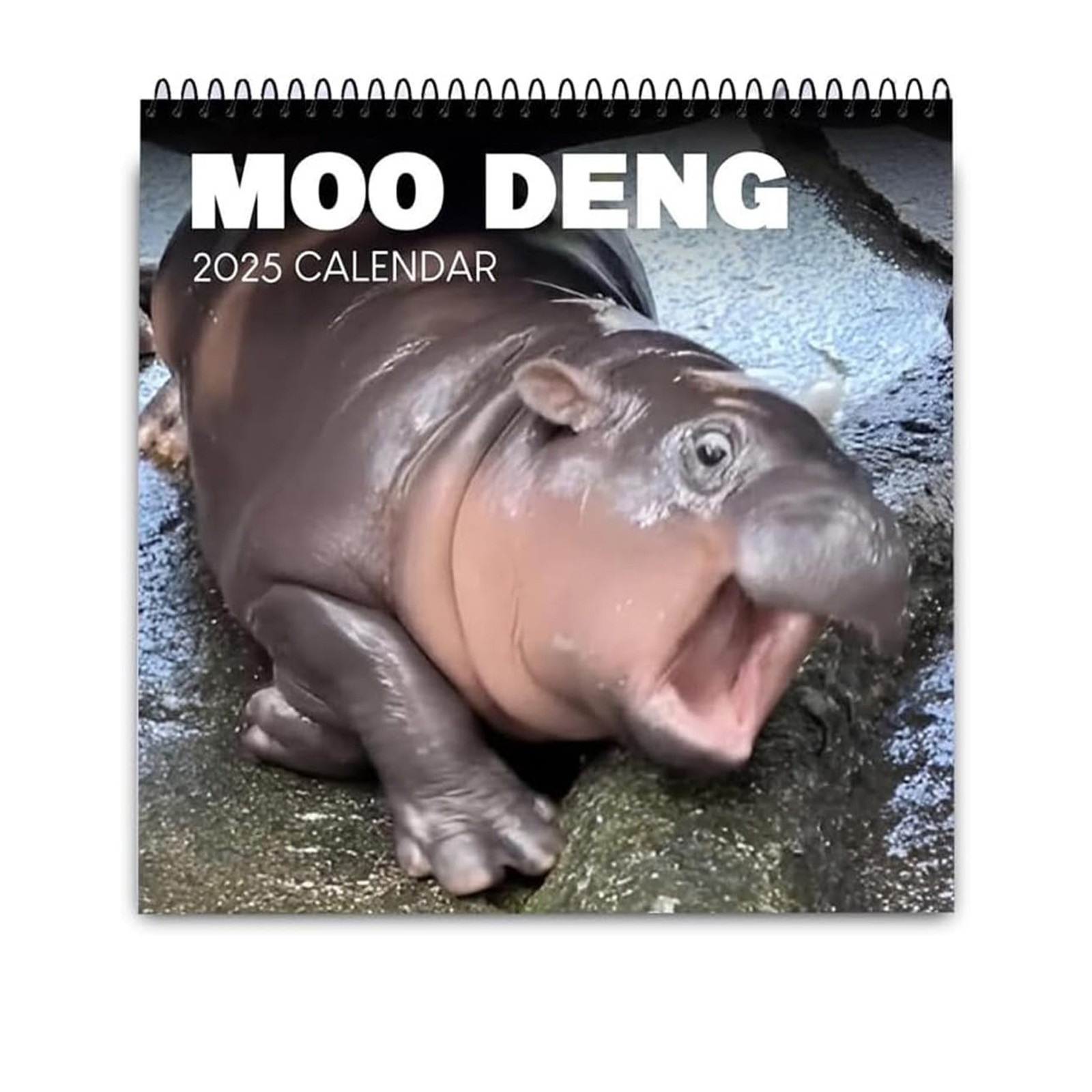 2025 Pygmy Hippo Wall Calendar Monthly Hanging Animal Lover Gift with ...