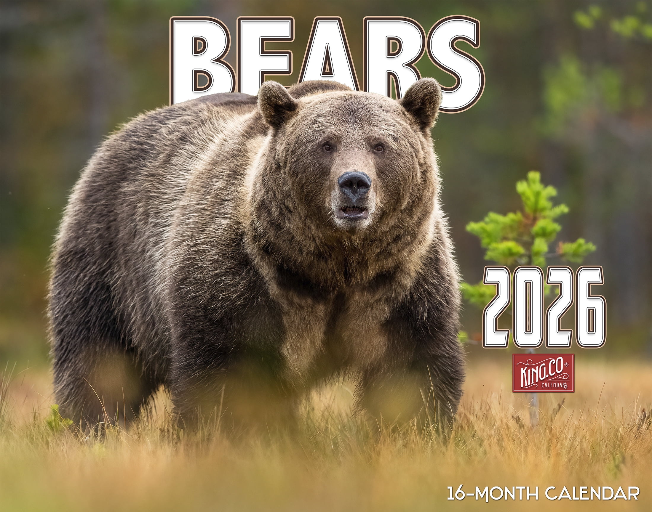2026 Bears Wall Calendar 16-Month X-Large Size 14x22, Grizzly, Brown ...