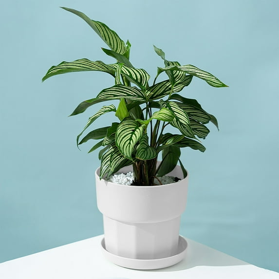 2026 New Plastic Plant Pots With Saucers Drains Holes Indoor Outdoor ...