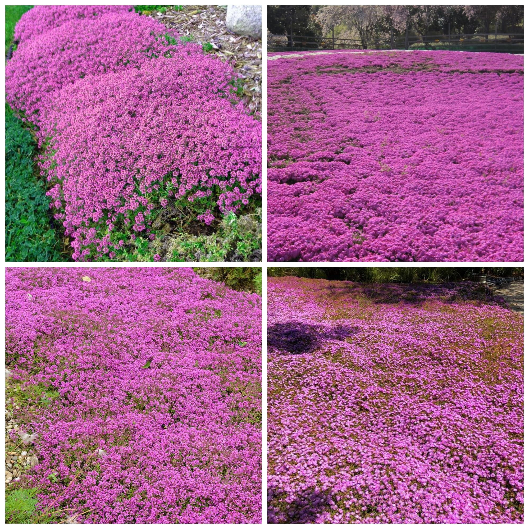 20500+ Purple Creeping Thyme Seeds for BSL1 Planting Ground Cover ...