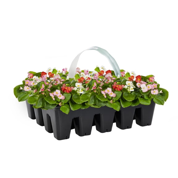 Spiral Begonia