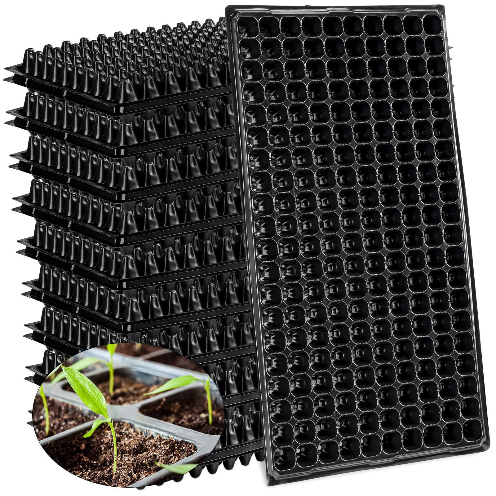 Plug Tray Seedling