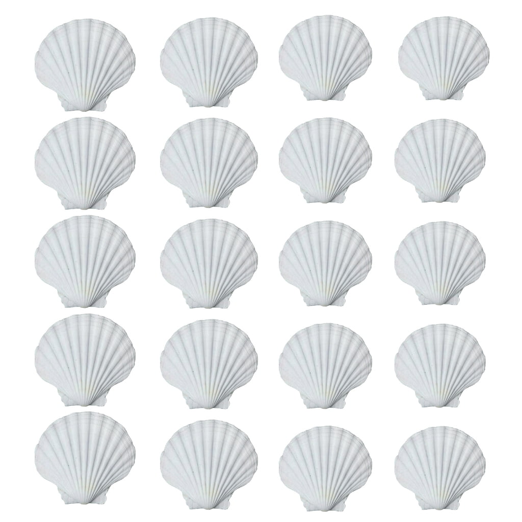 20Pcs Large White Scalloped Shells for Crafts Ocean Themed Party ...