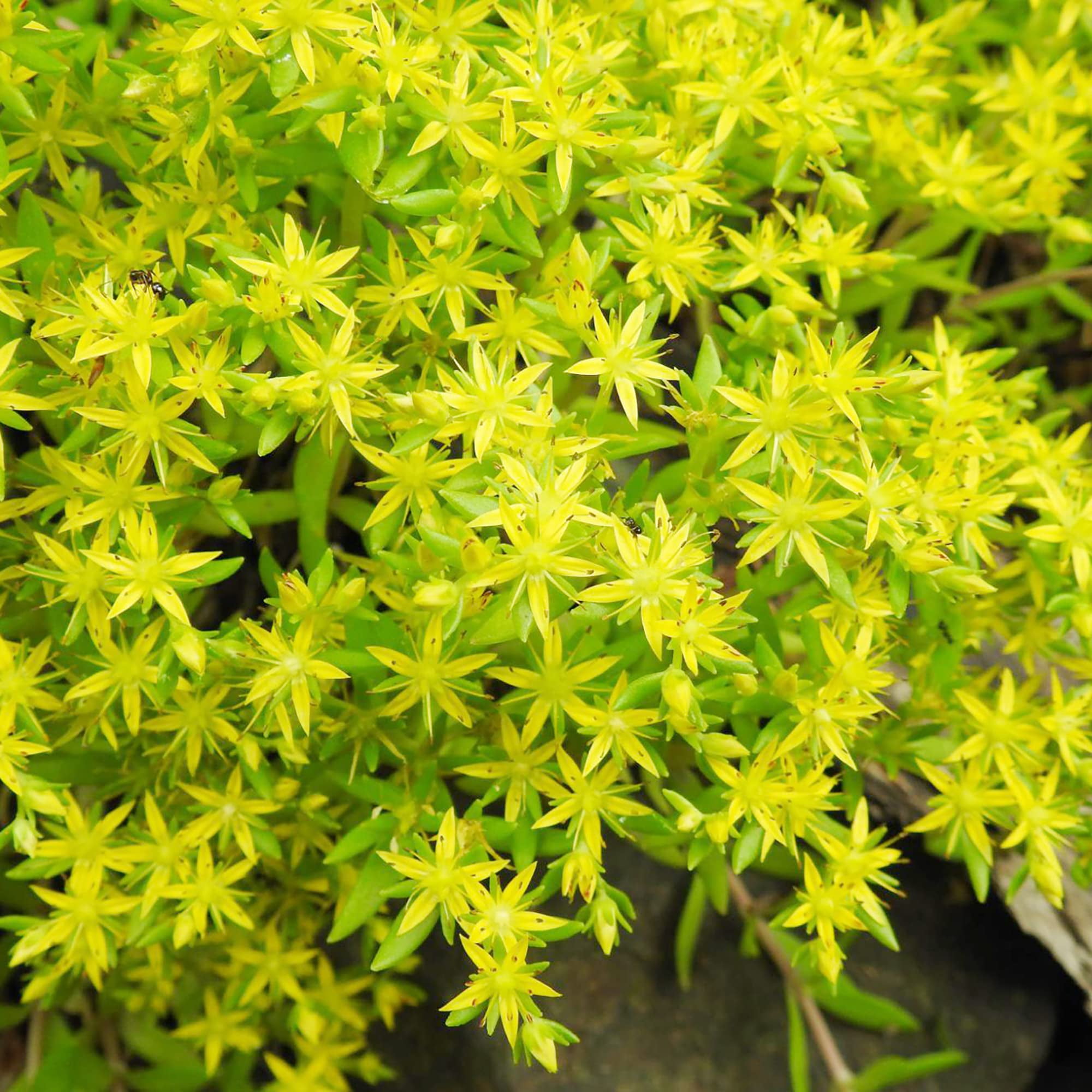 20Pcs Sedum Sarmentosum SCH4 Seeds Succulents Seeds for Planting Fast ...