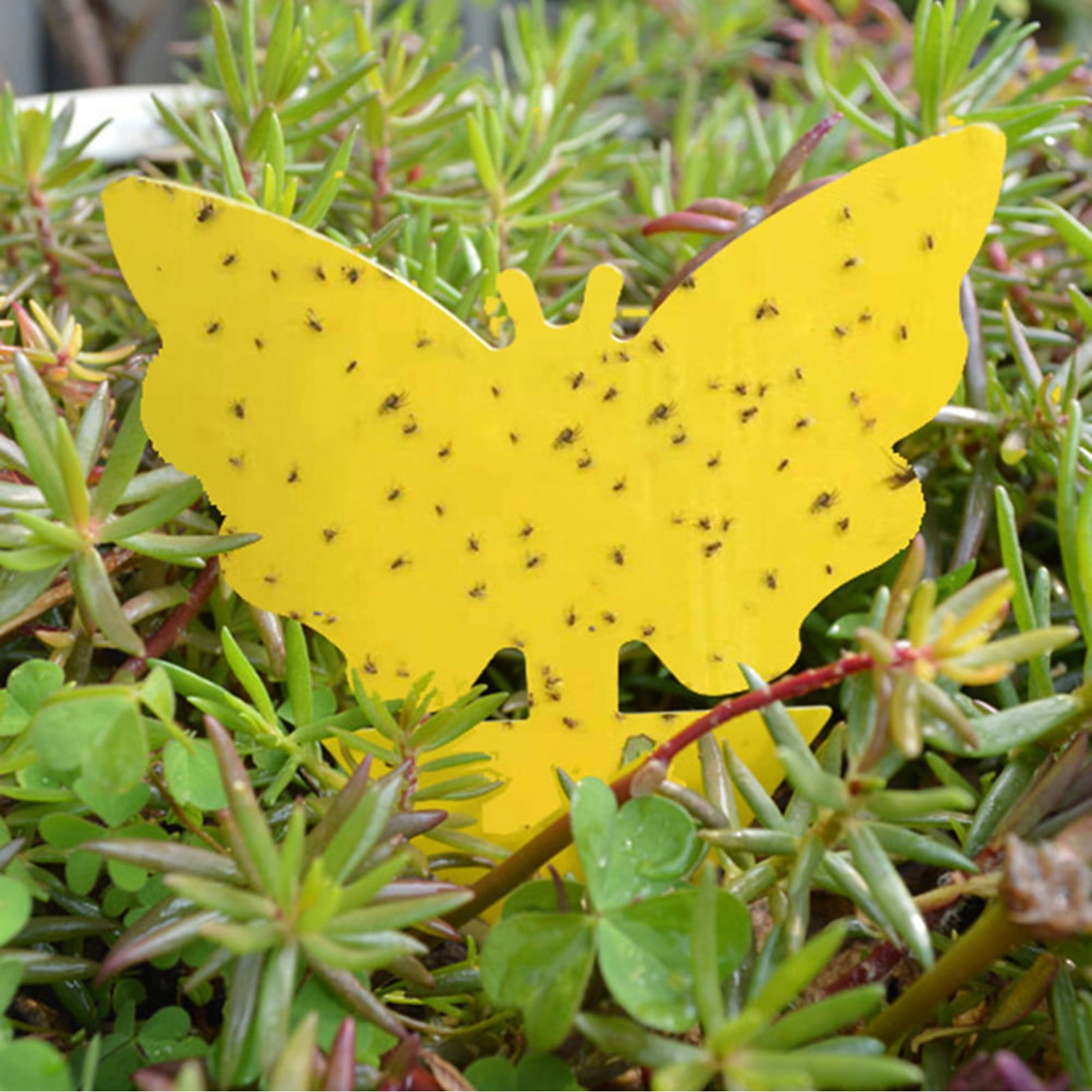 20Pcs Yellow Sticky Trap Flying Sticky Gnat Catcher Dual For Aphids ...